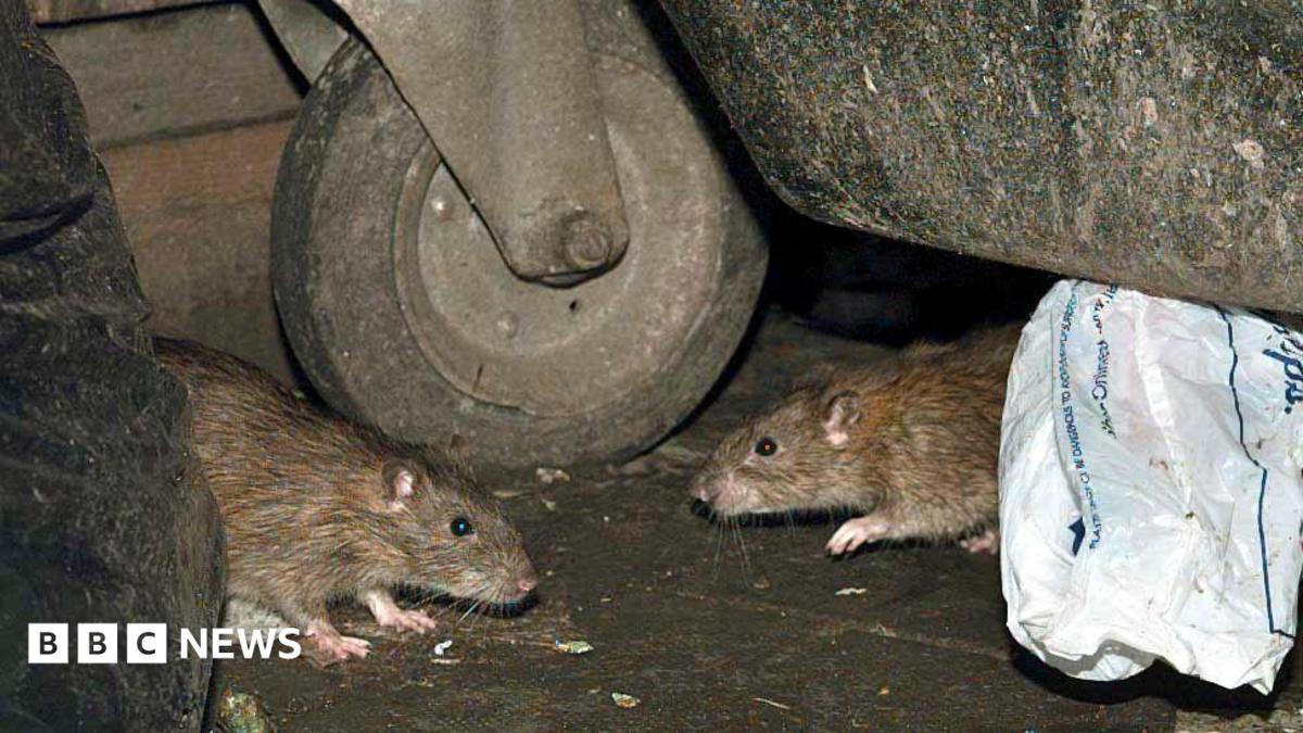 Rats found roaming inside north Wales hospital - BBC News