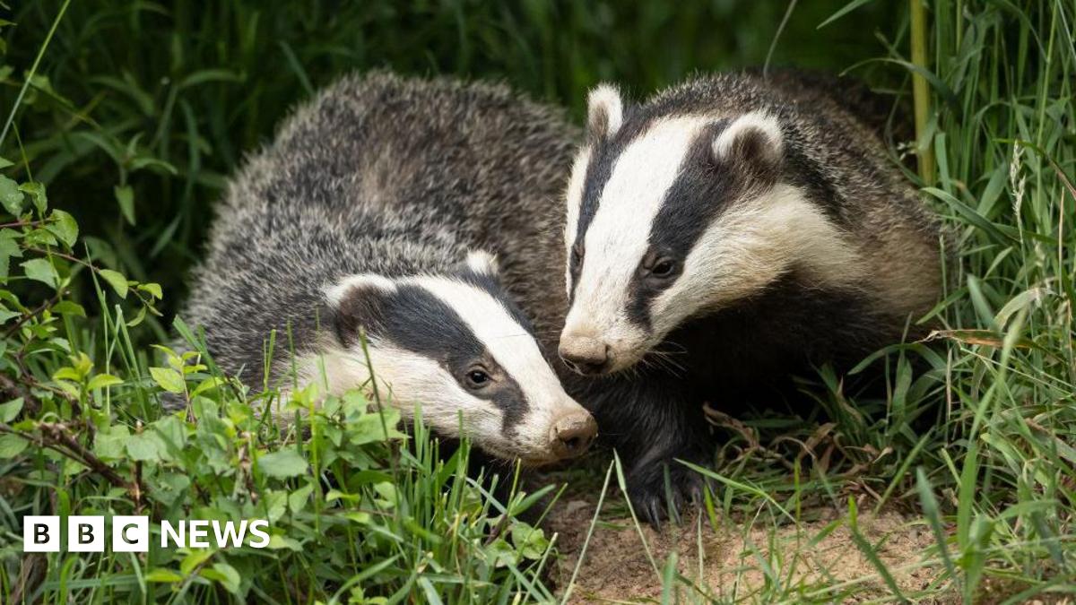 Burrowing badgers cause £100,000 damage to Mablethorpe road - BBC News