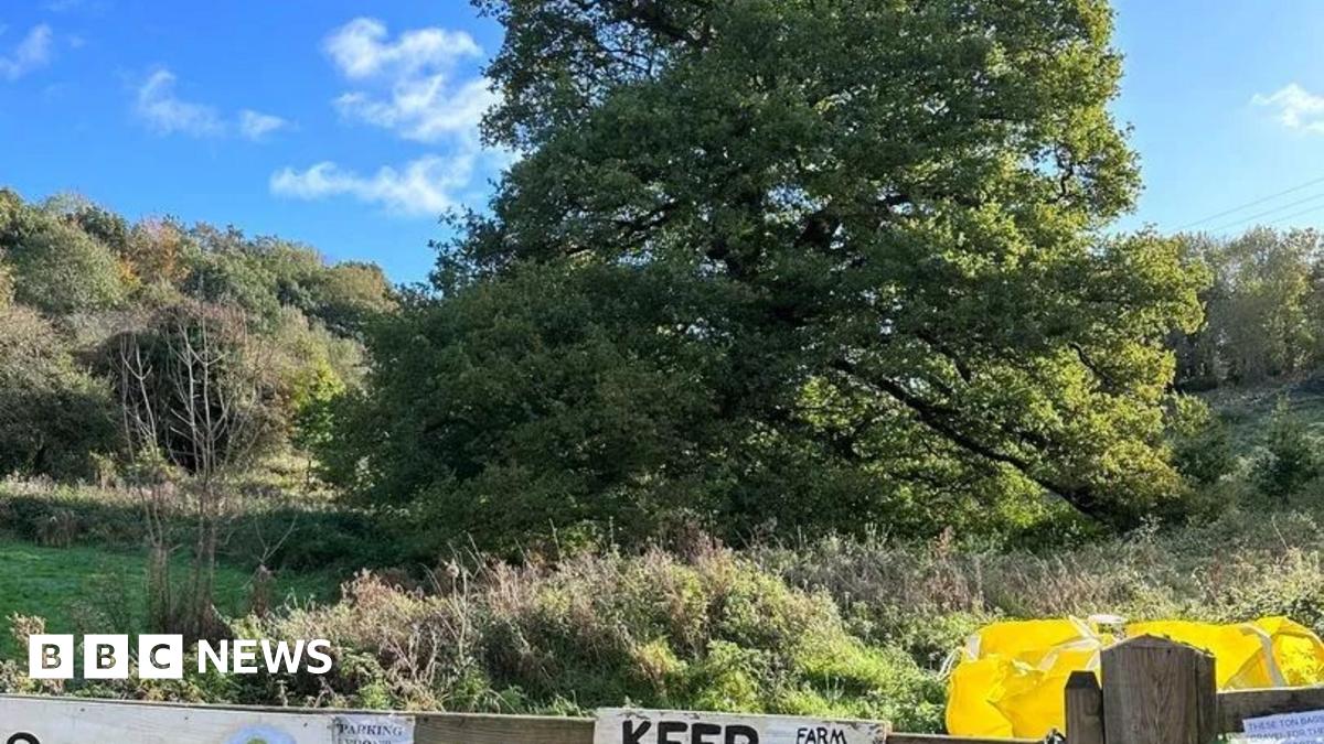 Stroud tree preservation order to be voted on - BBC News