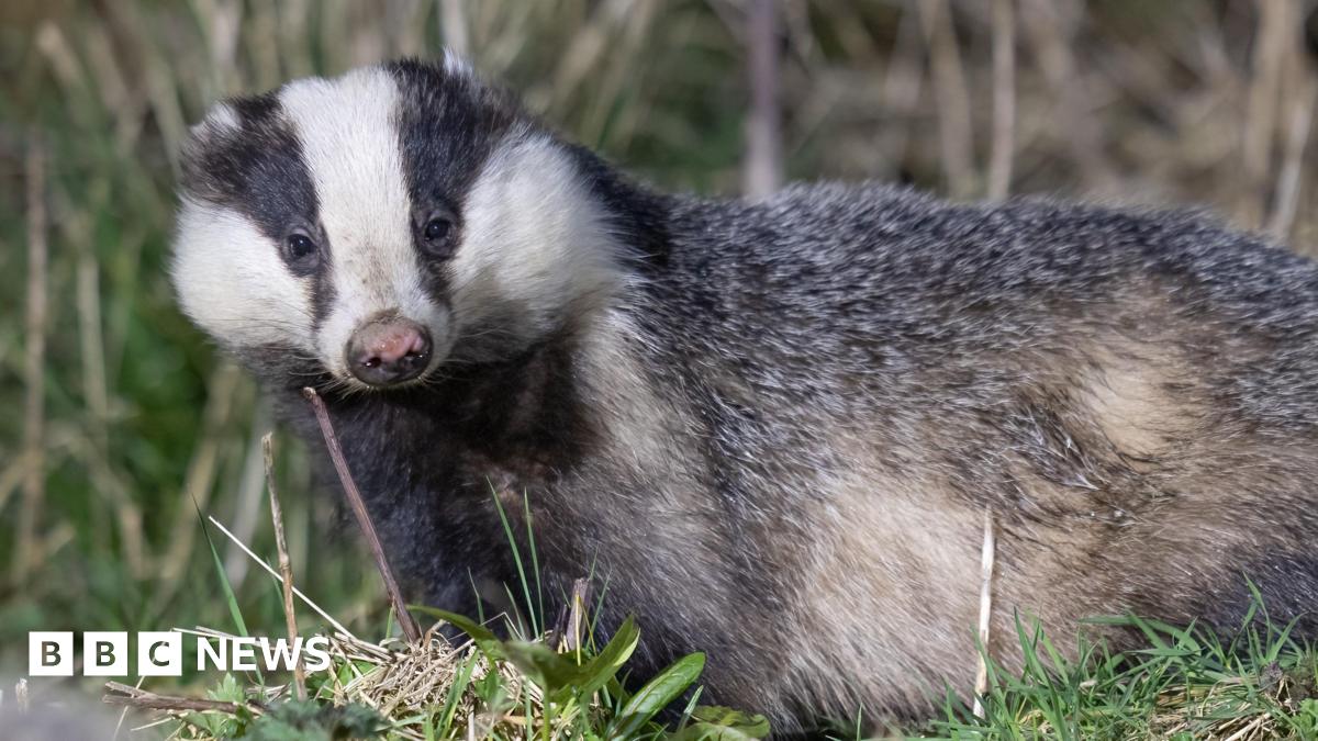 New badger hide opens at Wild Haweswater - BBC News