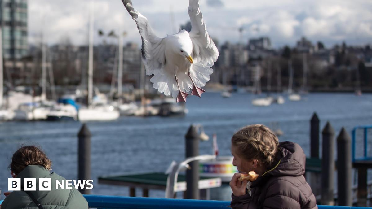 Study finds shouting may stop gulls stealing food - BBC News