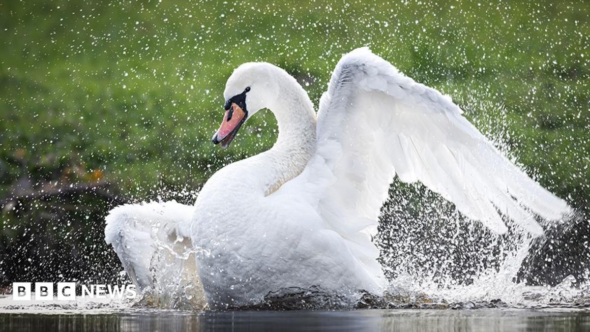Bird flu outbreak affects swans at East Yorkshire nature reserve - BBC News