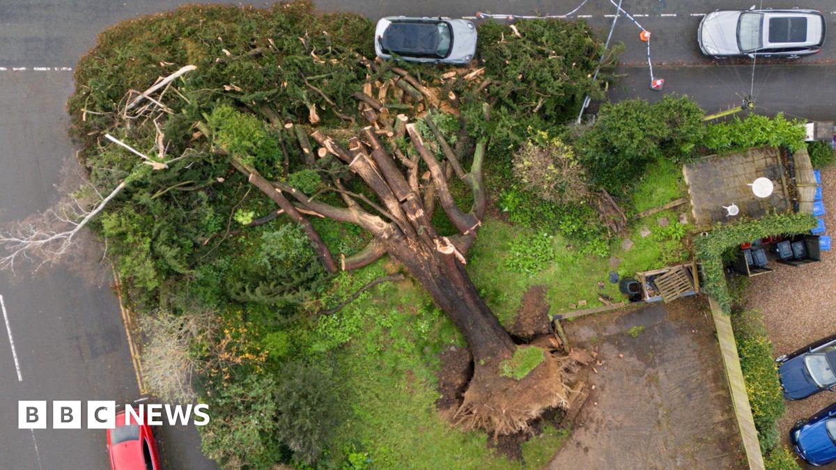 Man critically hurt by fallen tree in Leamington Spa - BBC News