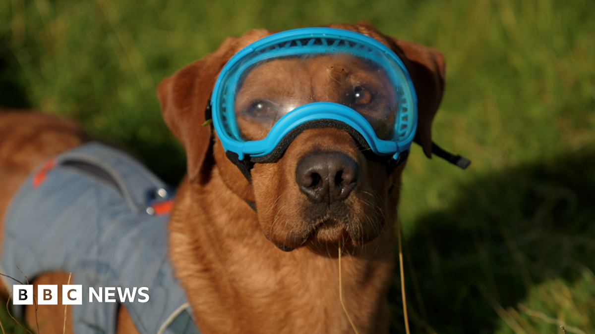 Rathlin: Woody the dog to become a rat catcher on NI island - BBC News