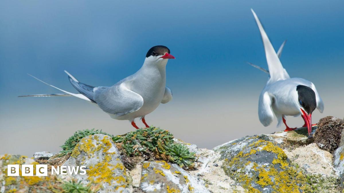 Five seabirds added to UK red list of most concern - BBC News