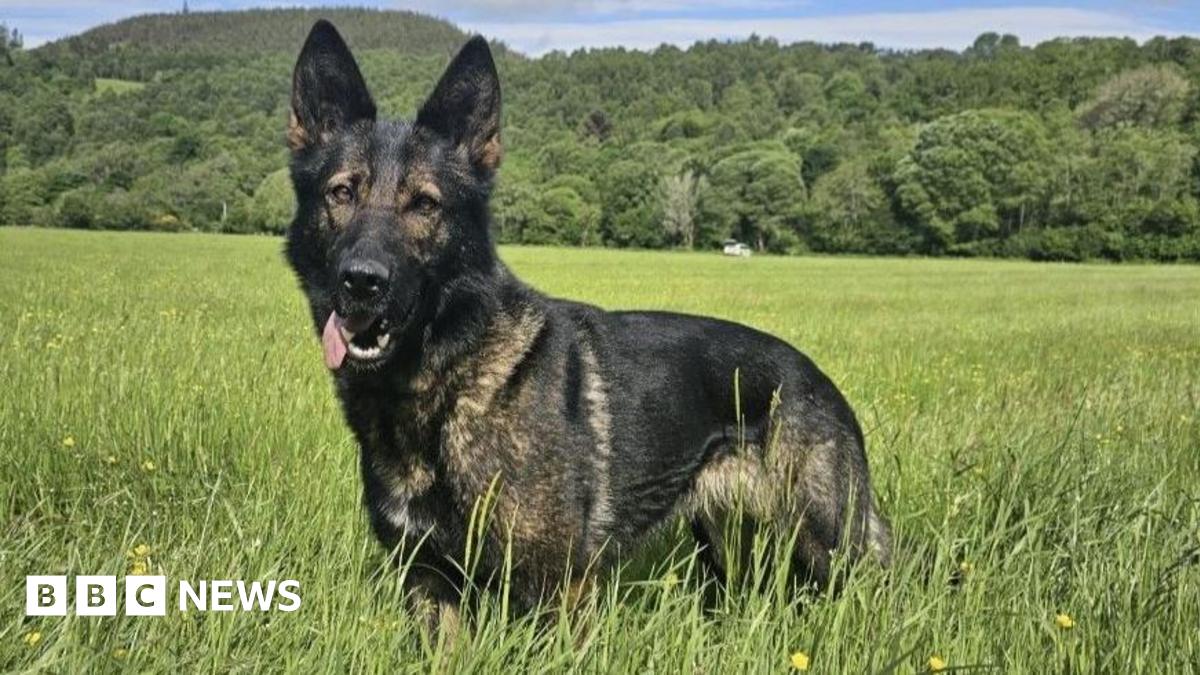 Police dog found after going missing while chasing deer - BBC News