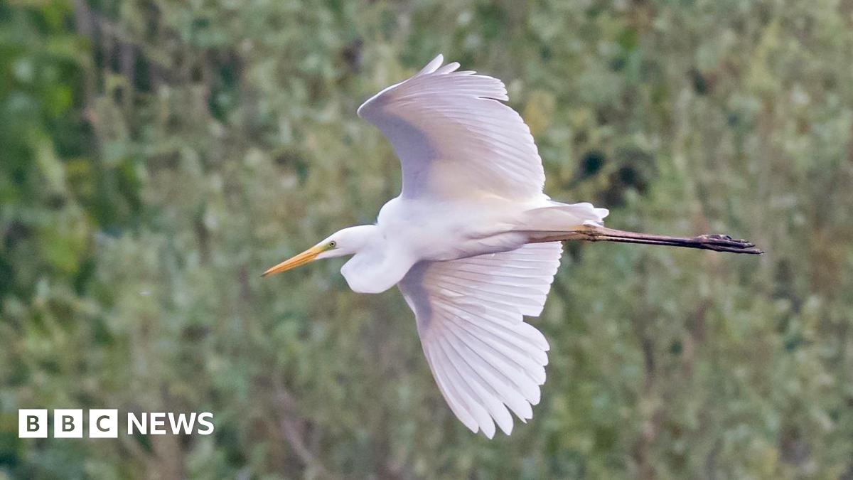 Nottinghamshire's first breeding great white egrets spotted - BBC News