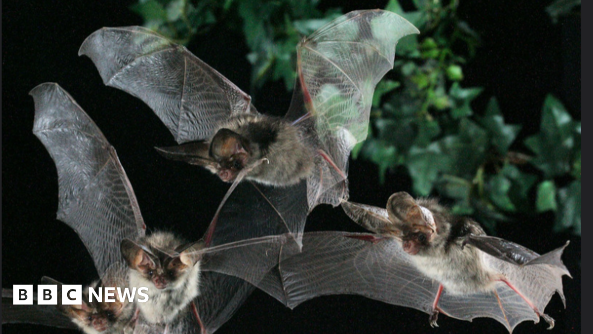 Completed Bailiwick Bat Survey has 'revolutionised' knowledge - BBC News
