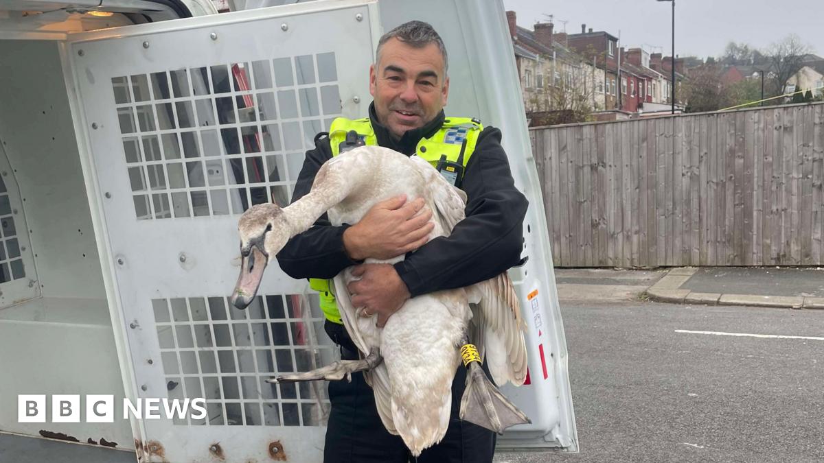 Doncaster police officer detains uncooperative runaway swan - BBC News