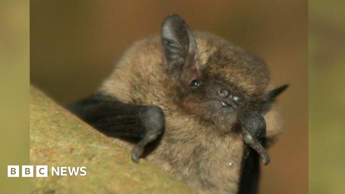 Thriving bat population detected at Sutton Hoo near Woodbridge - BBC News