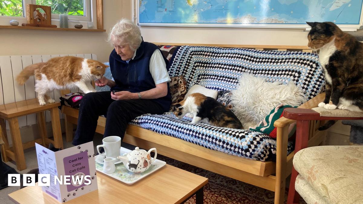 Newton Abbot cat café offers feline therapy for customers - BBC News