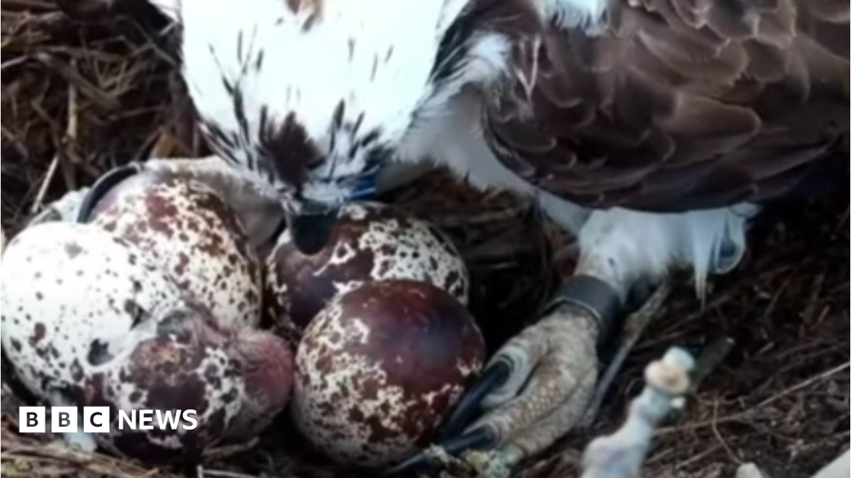 Osprey eggs set to hatch for second consecutive year in Poole - BBC News