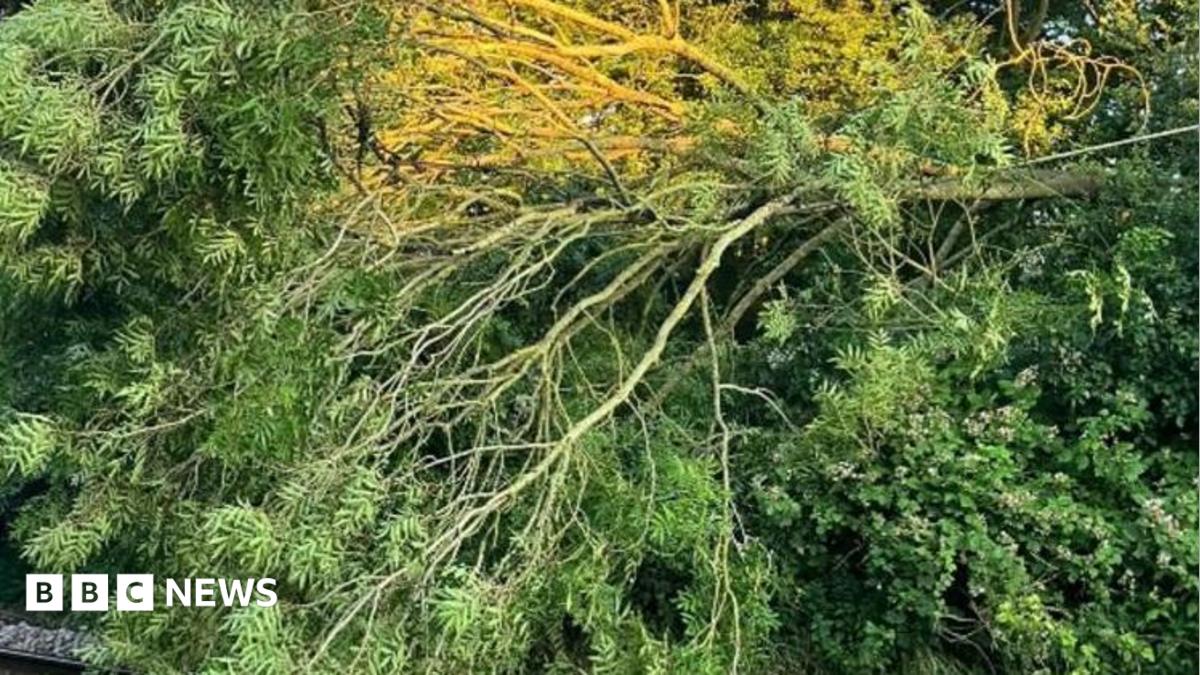 Train services disrupted after tree damages wires - BBC News