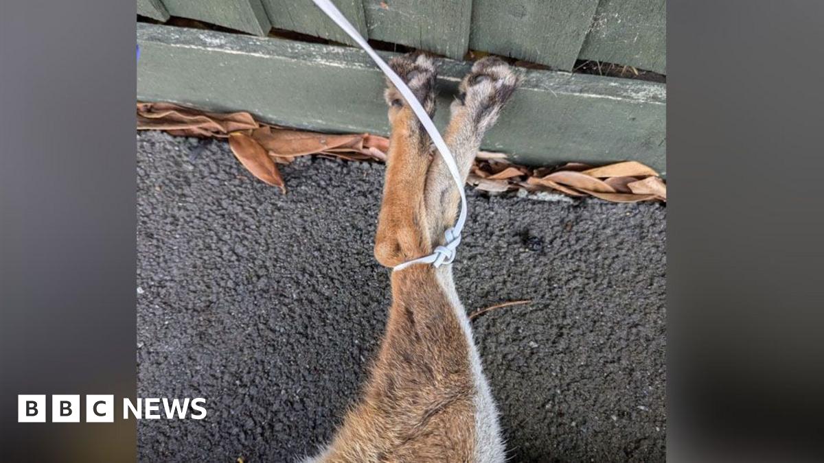 Dead fox found in Chelmsford road in suspicious circumstances - BBC News