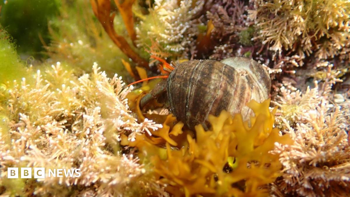 Cornish Seaweed Festival to show importance of species - BBC News