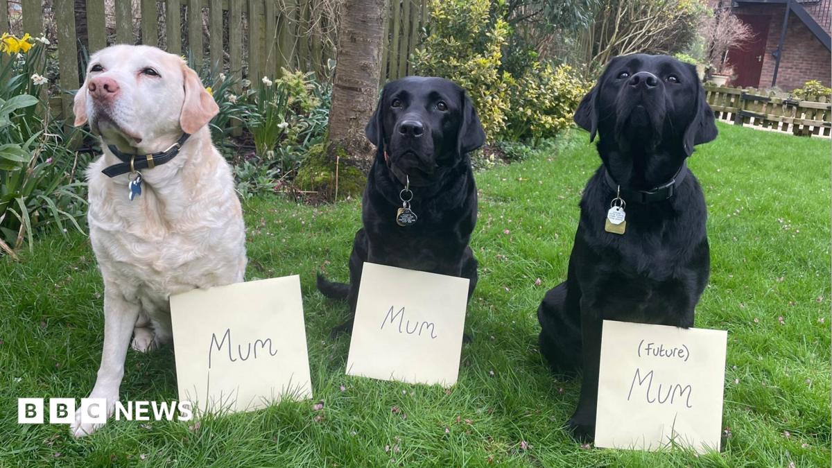Three generations of guide dog mums spend Mother's Day together - BBC News