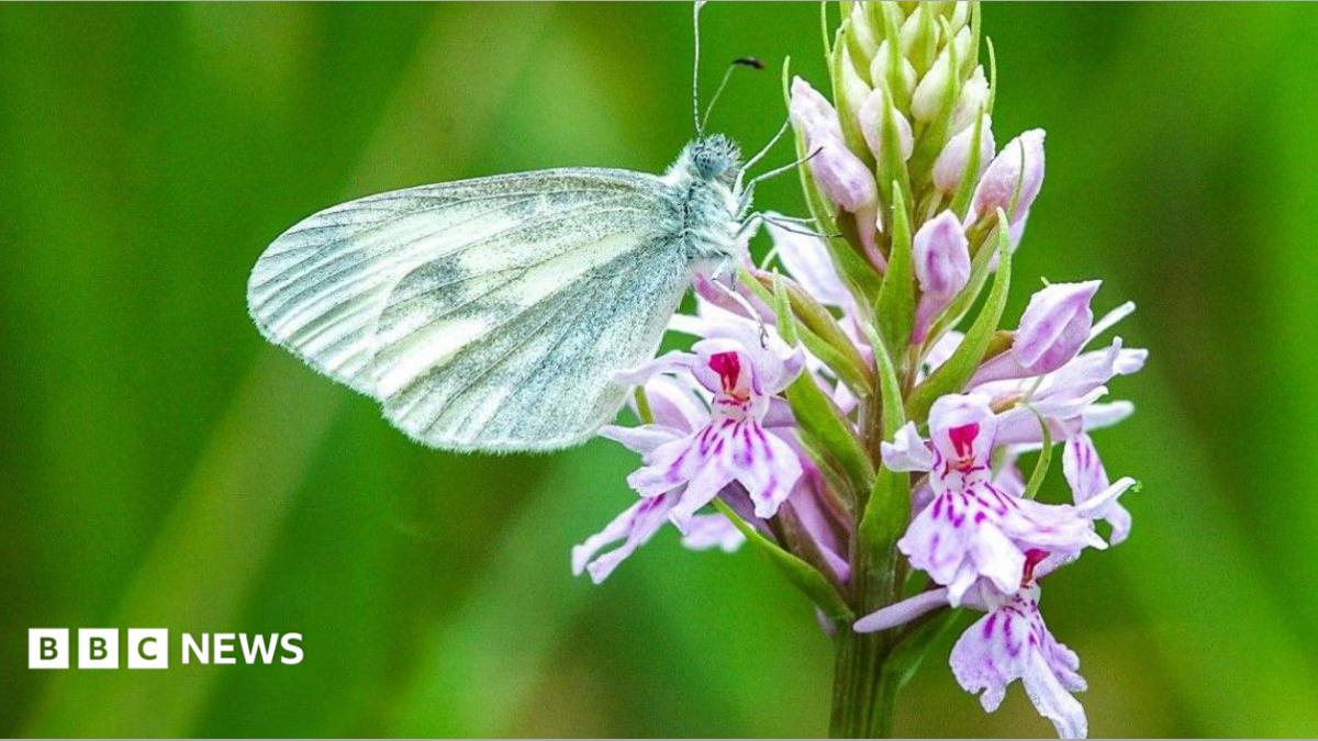 New butterfly habitats created across Midlands - BBC News