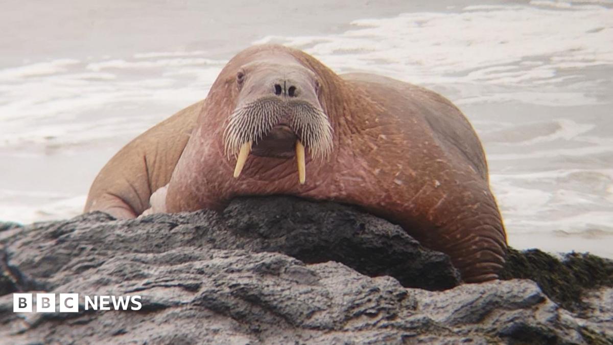 'Rare sighting' of walrus on rocks off Elie - BBC News
