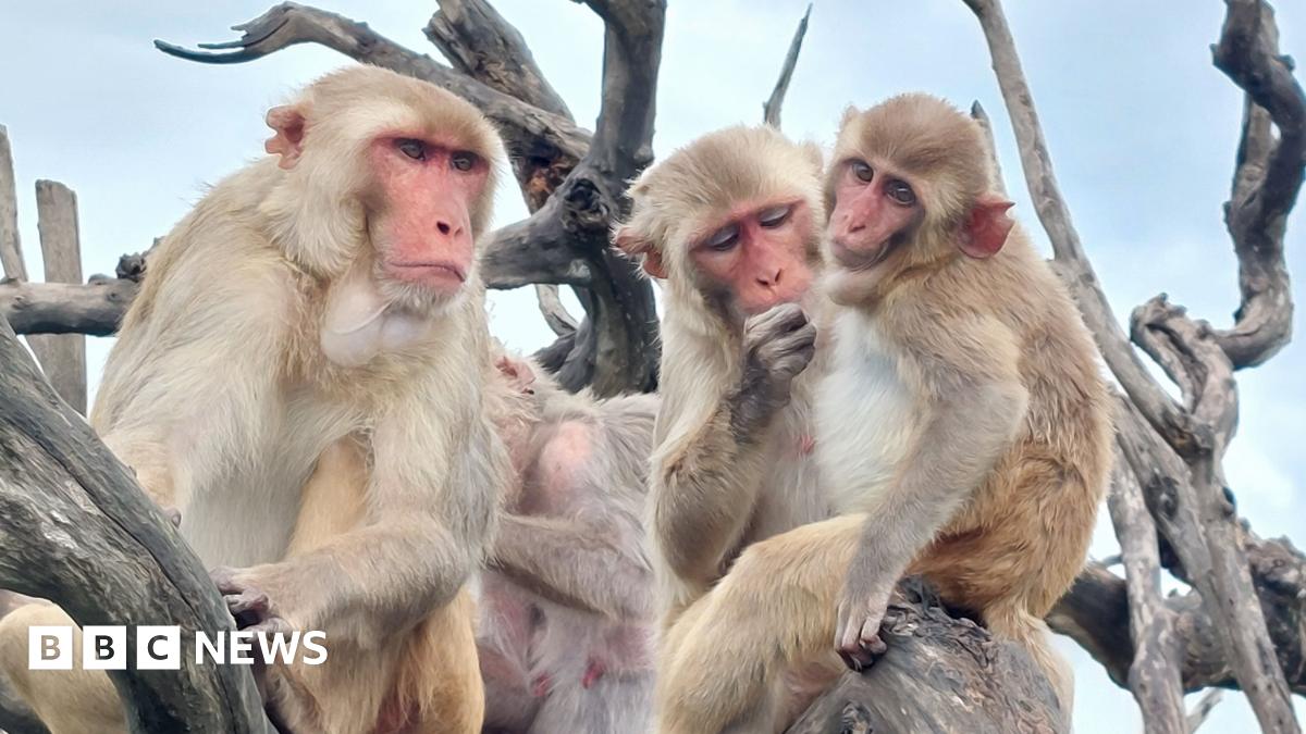 Monkeys got along better after hurricane - study - BBC News