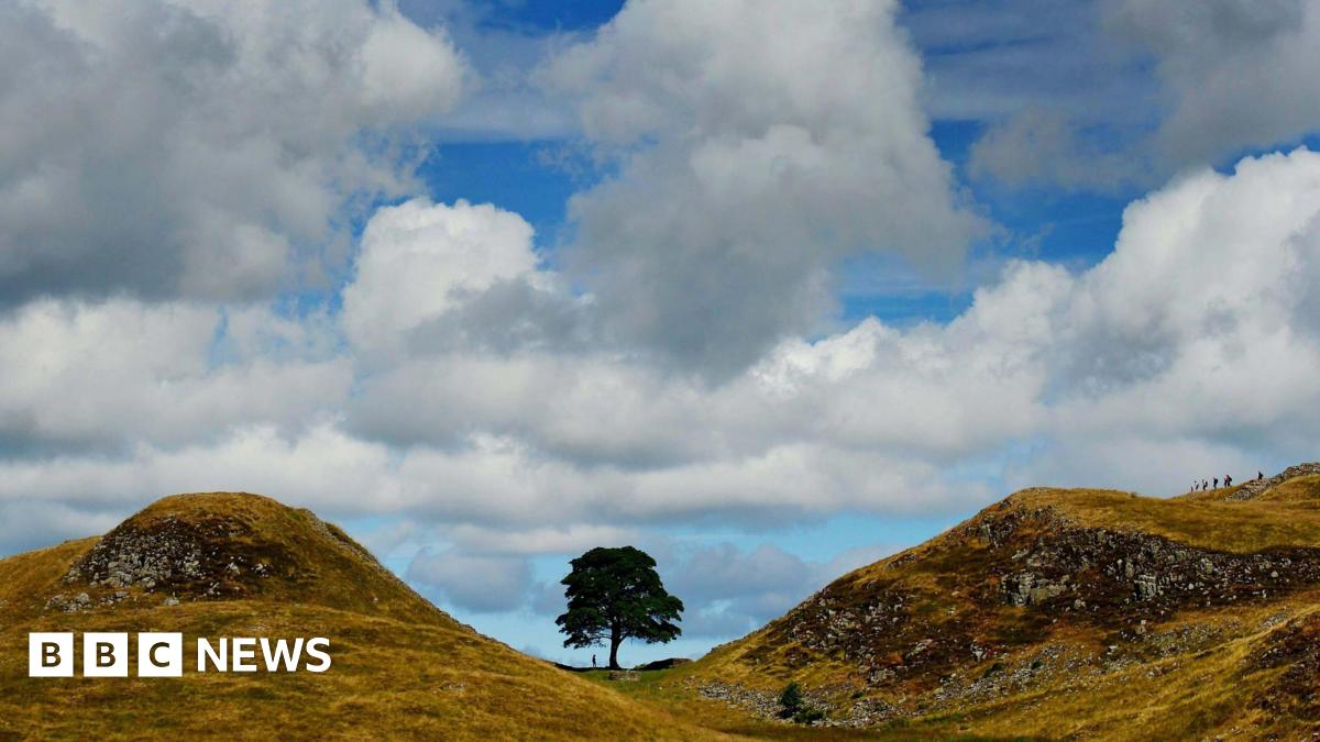 Sycamore Gap tree felling trial date set - BBC News