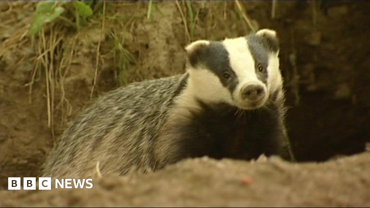 Badger Trust mounts legal challenge against culling licences - BBC News