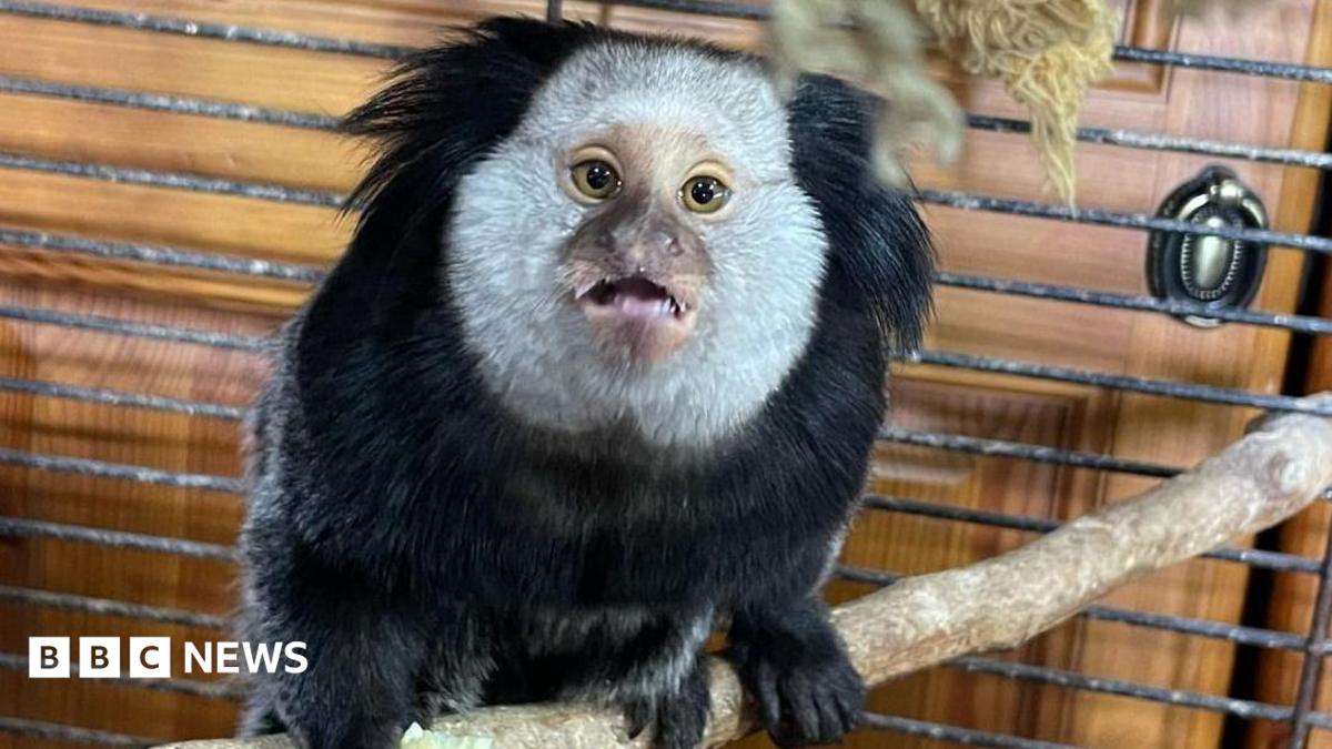 Monkey found in Wolverhampton conservatory gets new home - BBC News