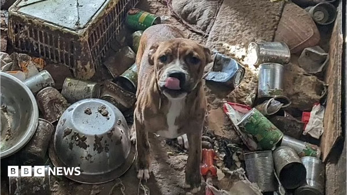 Animals found in 'appalling' conditions front RSPCA campaign - BBC News