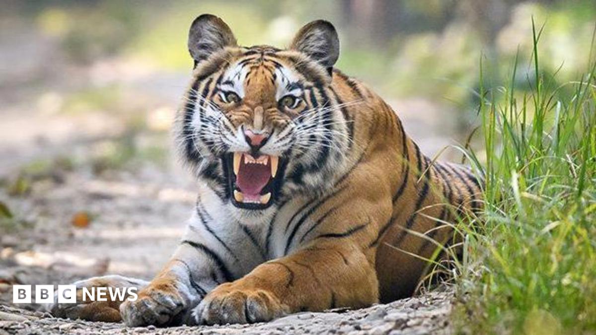 Would you spend £2,000 to feed a tiger at Edinburgh Zoo? - BBC News
