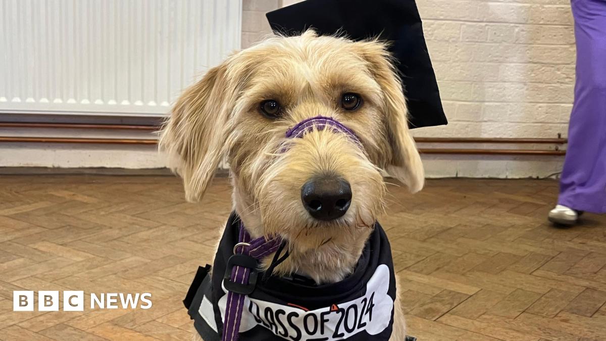 Special needs: Assistance dogs 'making a difference' to NI pupils - BBC ...