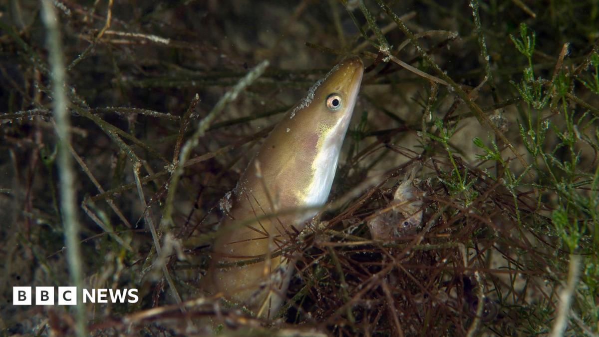 Lough Neagh: Andrew Muir announces support for brown eel fishers - BBC News