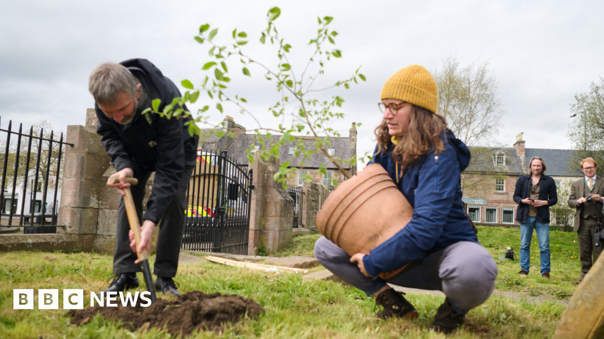 New life at site of Highlands' Beauly Elm - BBC News