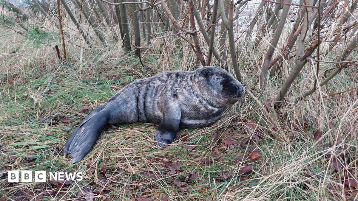 Injured seal found under a tree in Blyth put down - BBC News