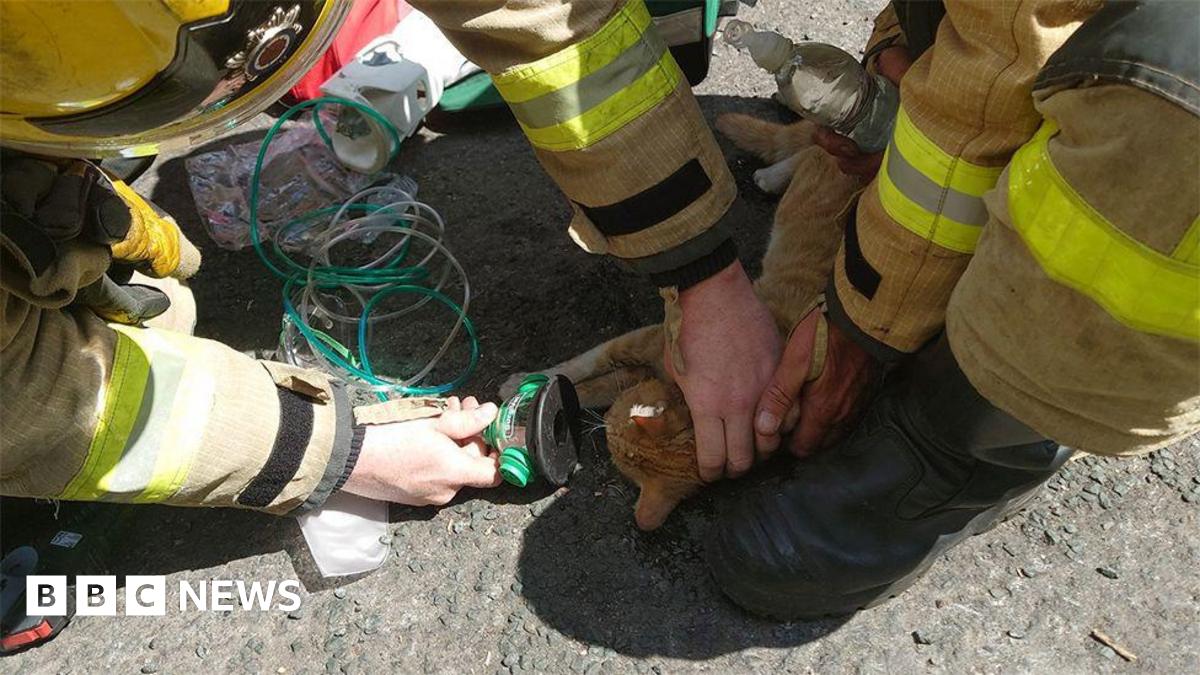 Unconscious cat saved by firefighters with oxygen mask after house fire ...
