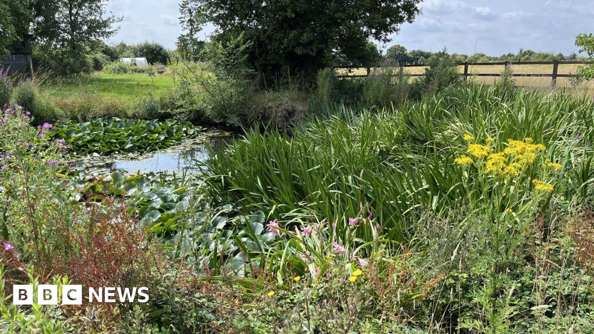 Essex farmer hopes rewilding will boost ecosystem - BBC News