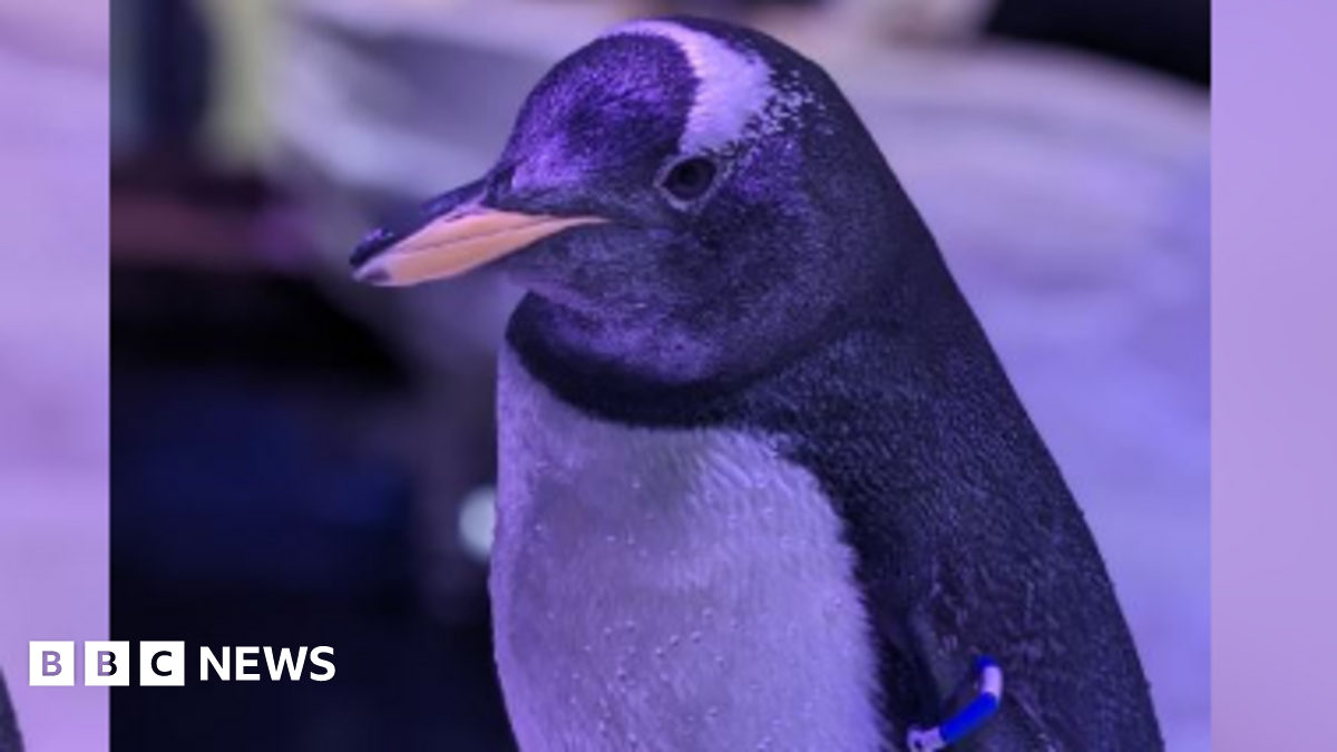 Penguin chick named after headscarf revolutionary Lillian Bilocca - BBC ...