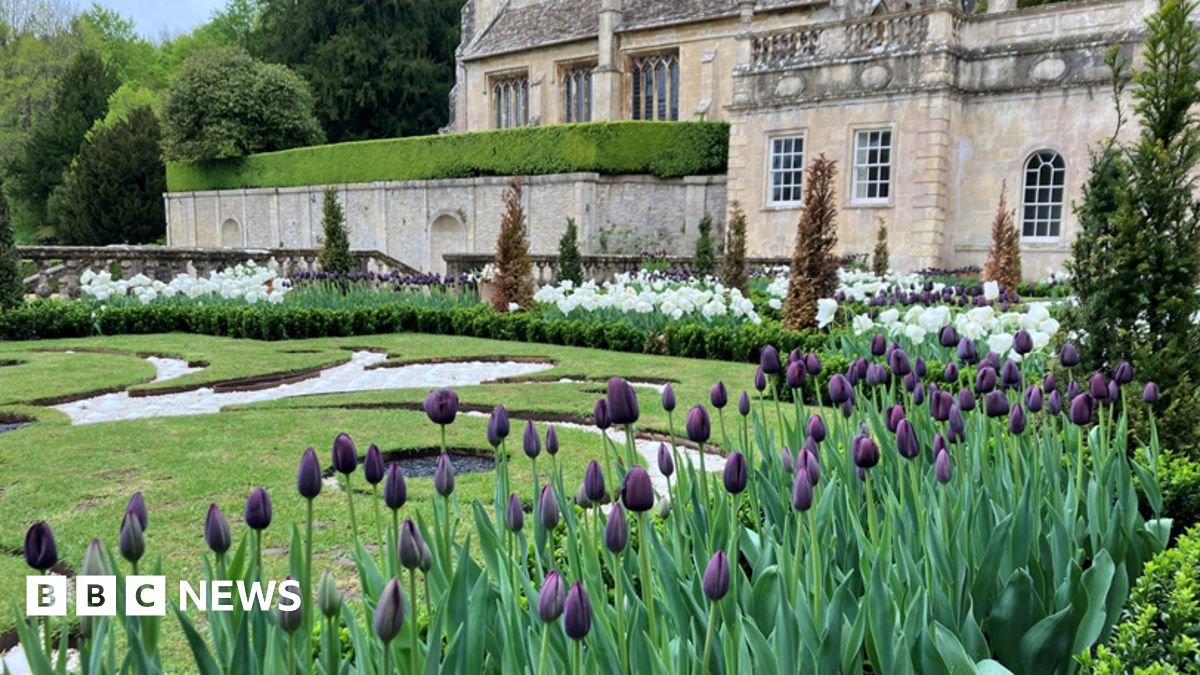 'Tulip mania' takes over National Trust's Dyrham Park - BBC News