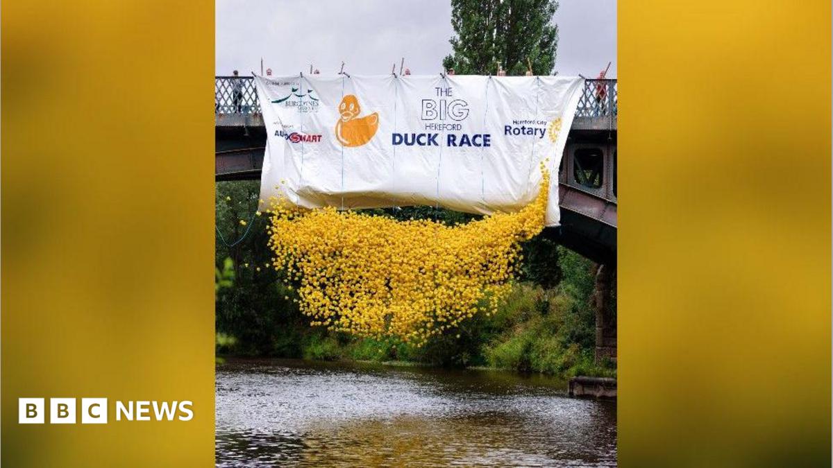 More than 6,000 rubber ducks race down Hereford river for charity - BBC ...