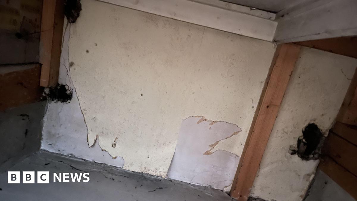 Rats chewing through house ceiling 'like horror movie' - BBC News