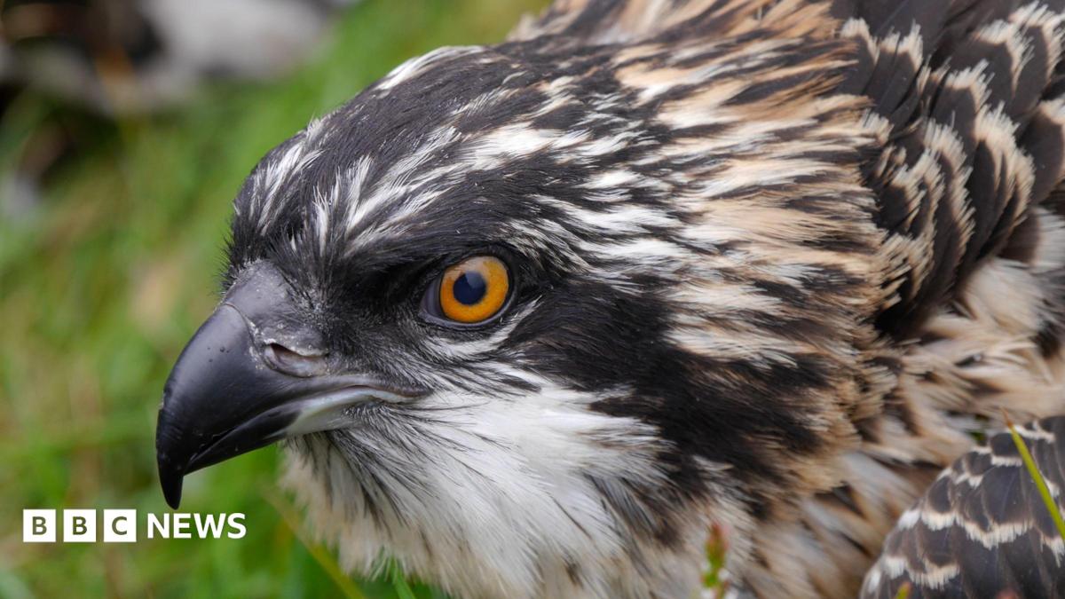 Devon: Up to four Ospreys spotting fishing at estuary - BBC News