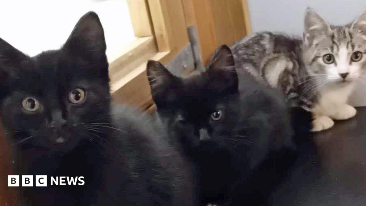 Totton: Abandoned Christmas kittens are 'miracle' - BBC News