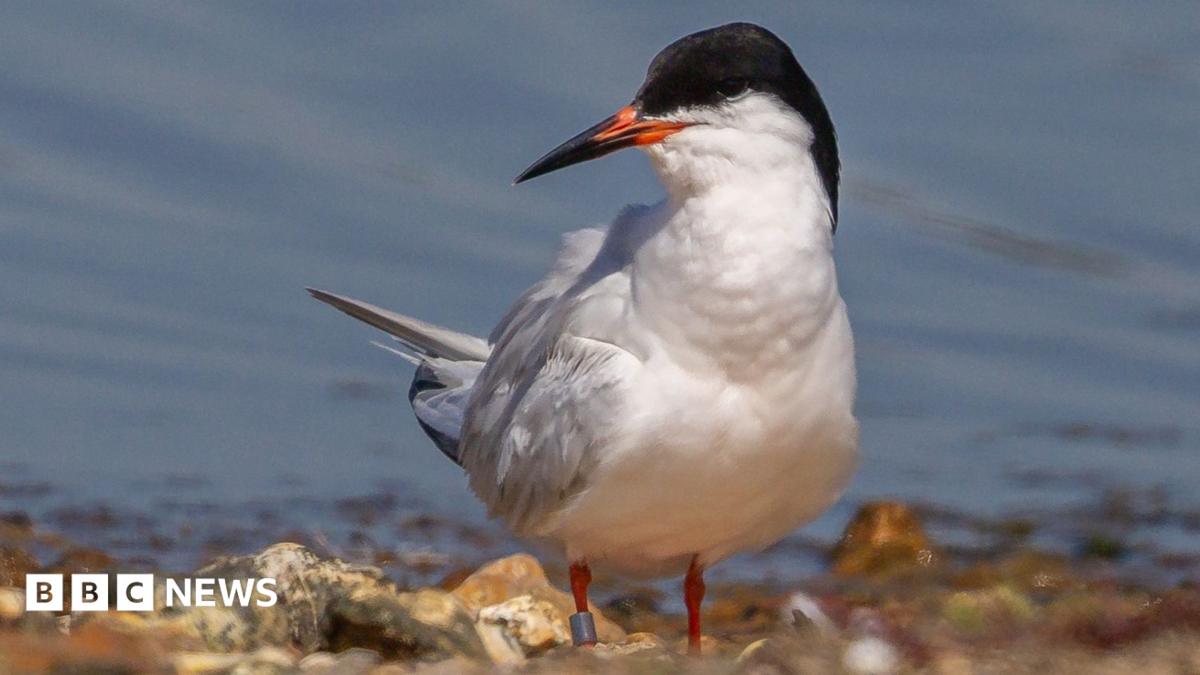 Rare roseate tern chicks reared at Keyhaven Nature Reserve - BBC News