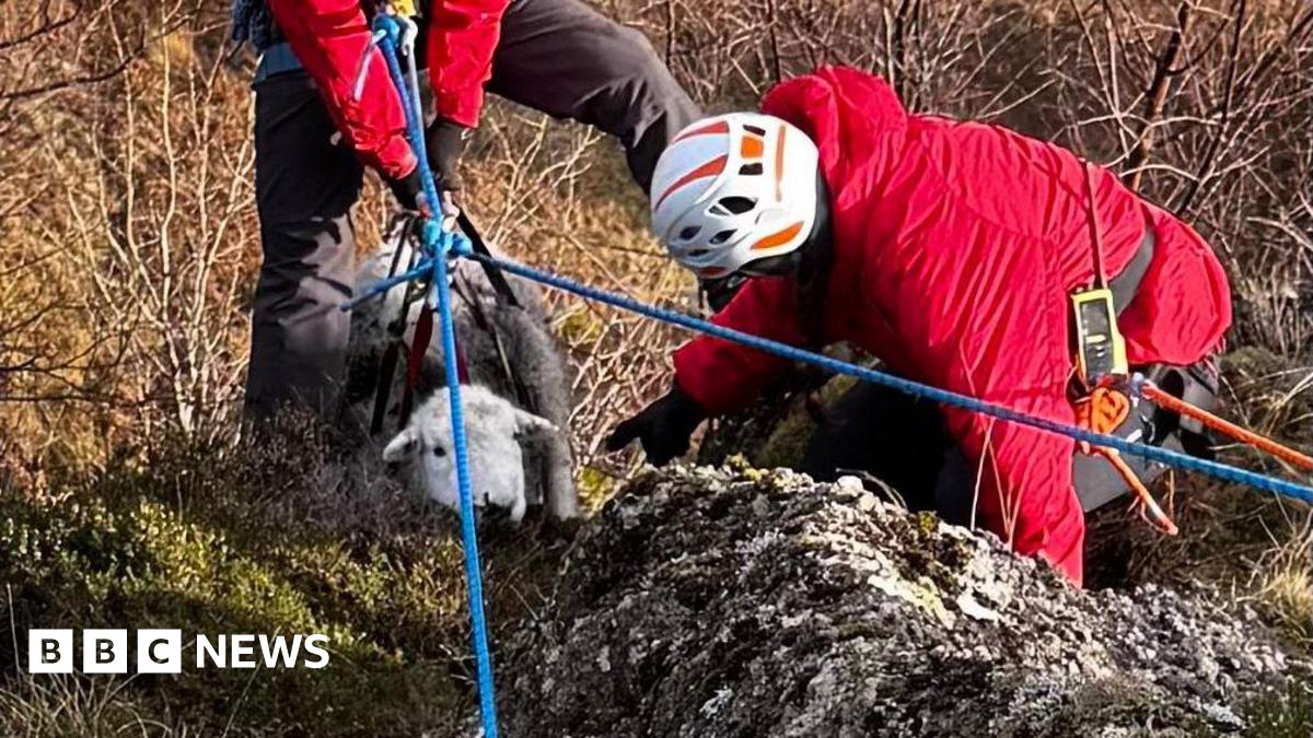 'Feisty' Lake District sheep rescued after being stuck a week - BBC News