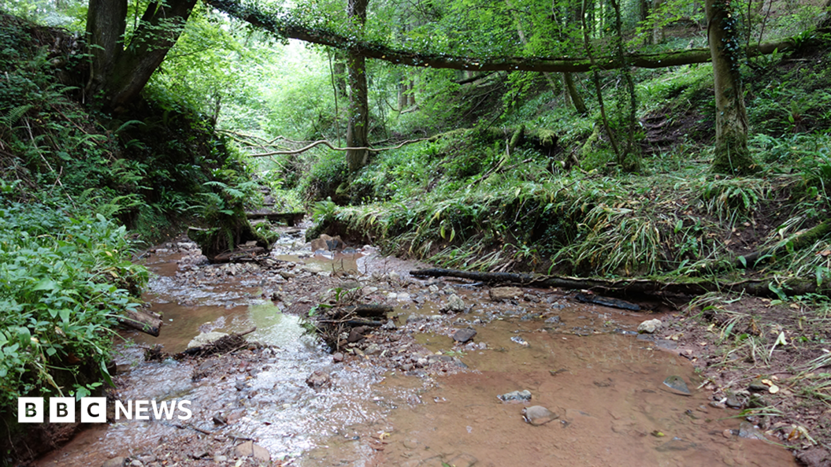 Worcestershire Wildlife Trust seeks £470k to protect ancient woodland ...