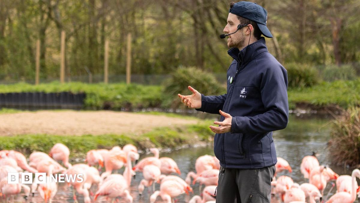 Hundreds of free WWT Washington Wetland Centre tickets snapped up - BBC ...