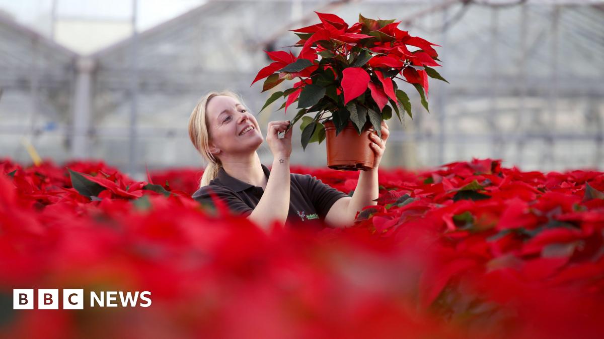 What is a Christmas poinsettia and how do you stop it dying? - BBC News