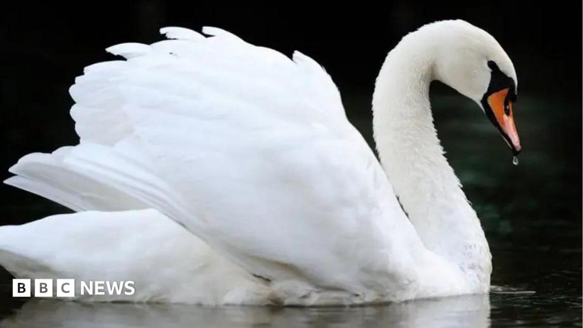 Warning as bird flu found in dead swans near Dorchester - BBC News