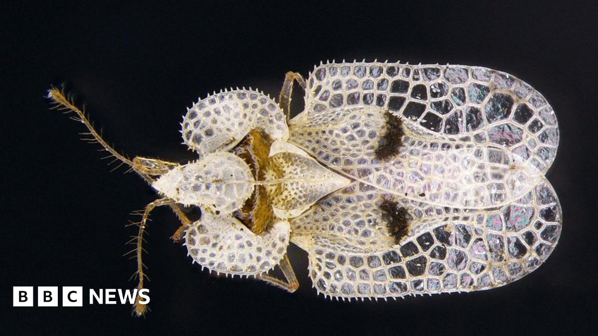 Plane lace bug: Hunt in Kent for invasive pest - BBC News