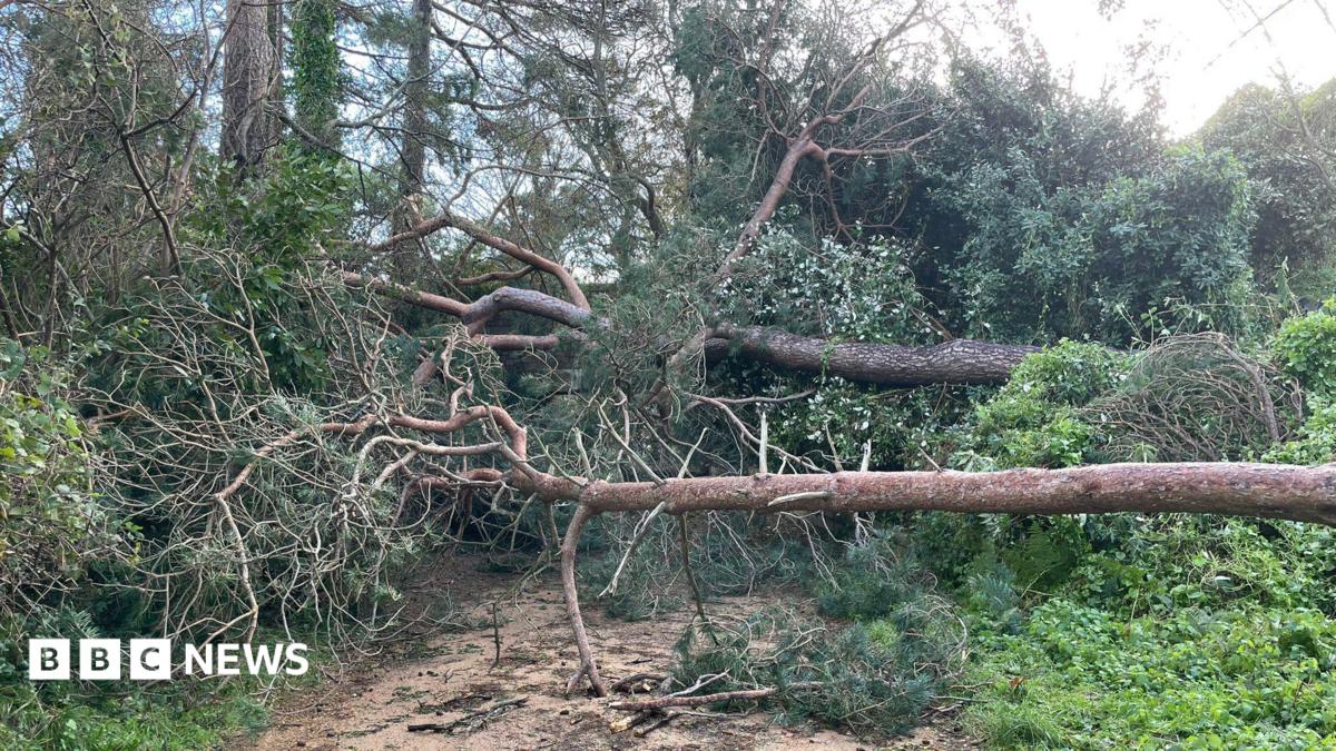 Railway Walk remains closed due to fallen trees from Storm Ciarán - BBC ...