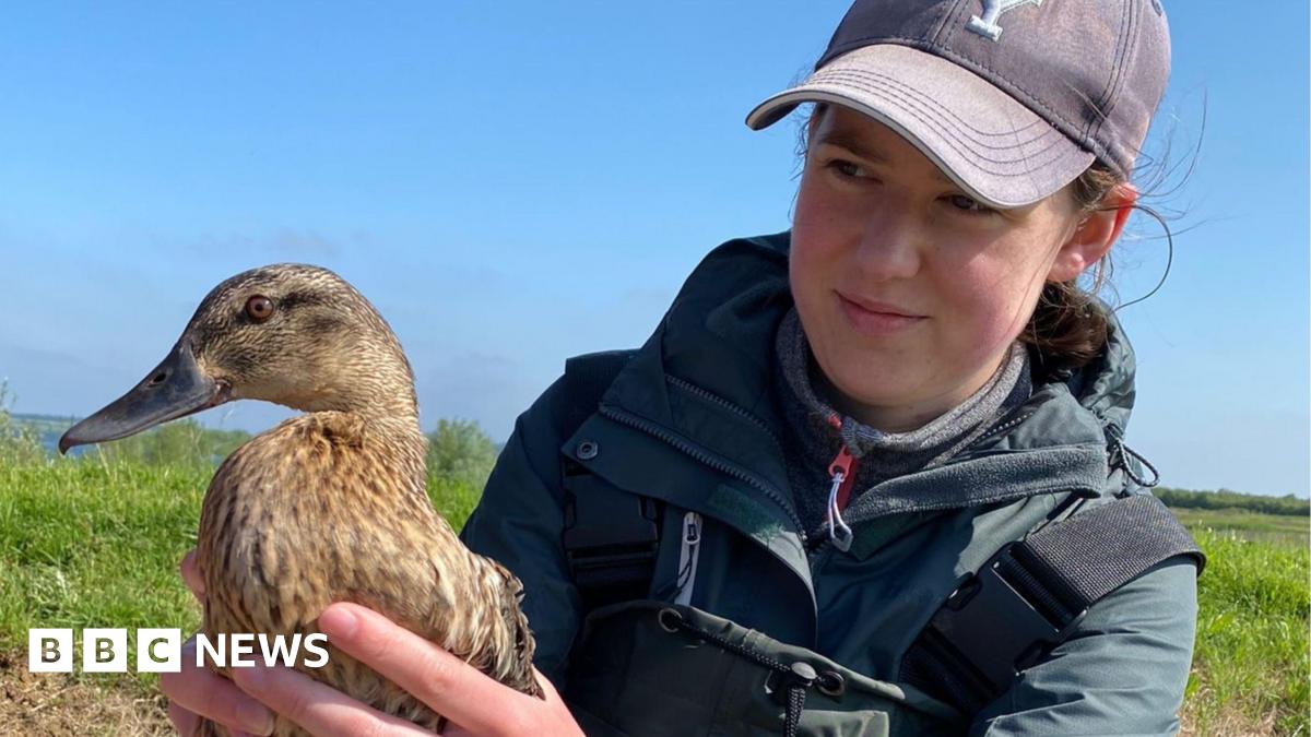 Duck decline prompts call for photos by Essex university - BBC News