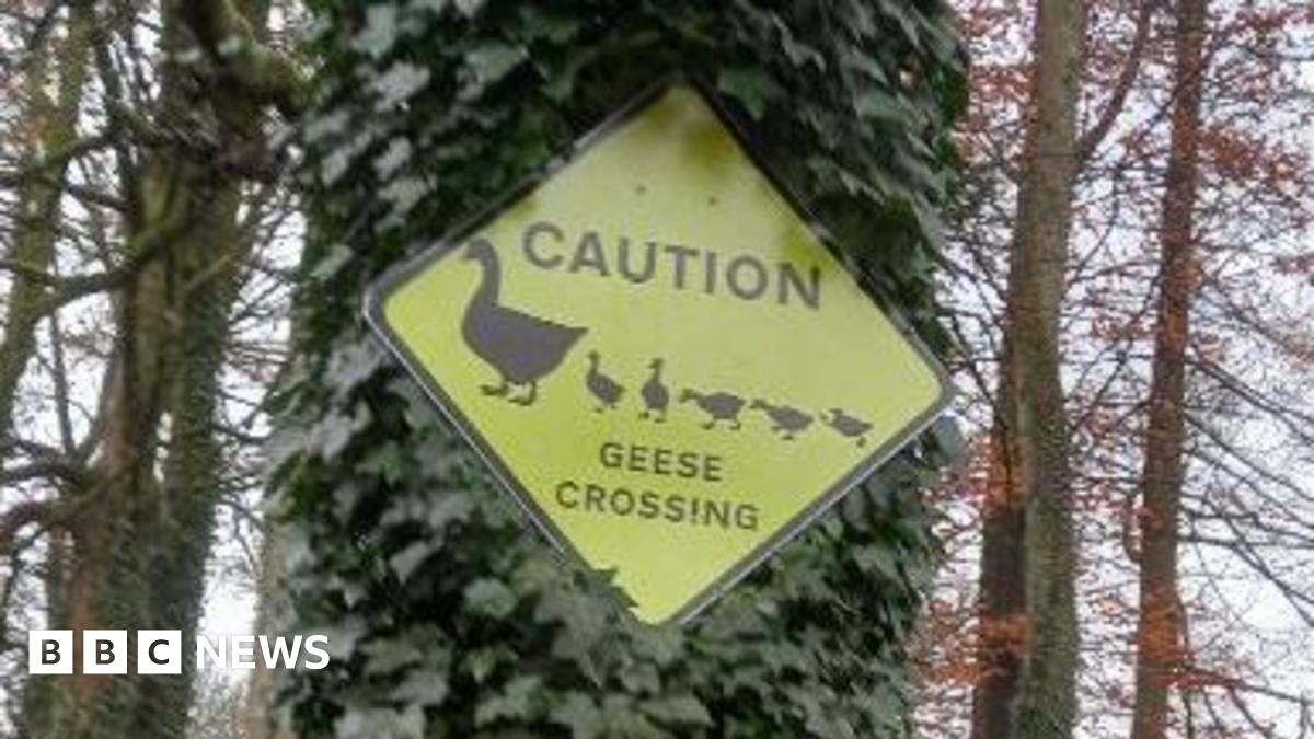 Ramsbottom gets geese crossing signs to allay resident's fears - BBC News